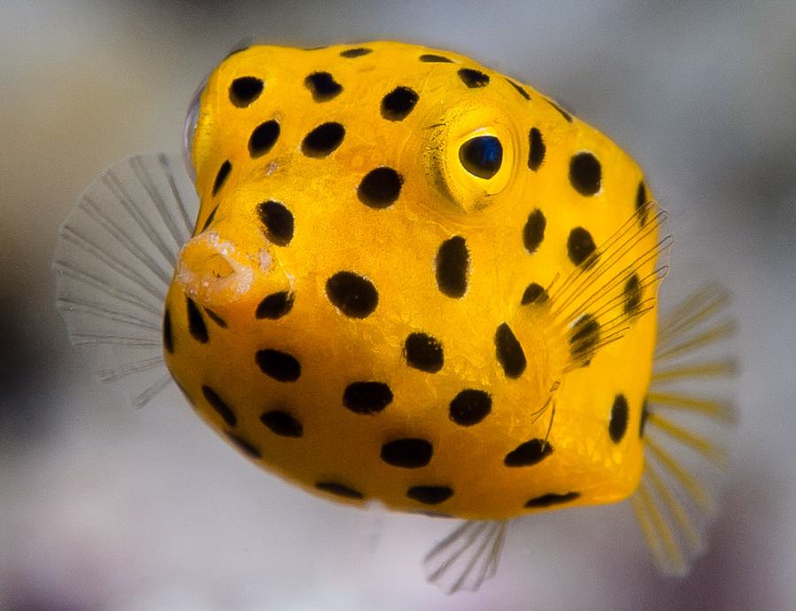 Morske ribice Ostracion cubicus – Cubicus Boxfish