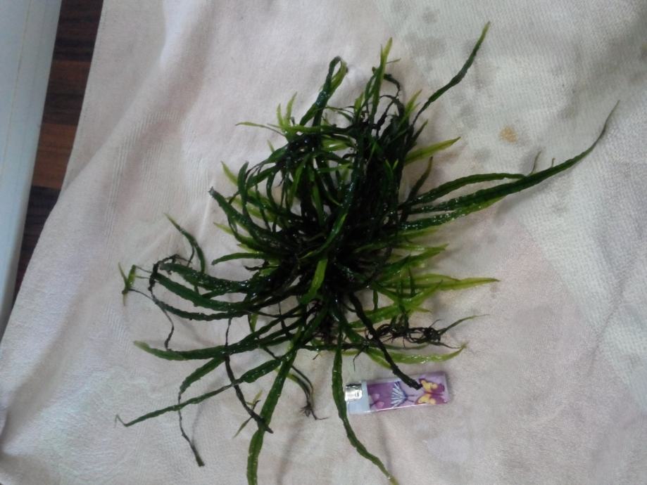 P-microsorum pteropus needle leaf