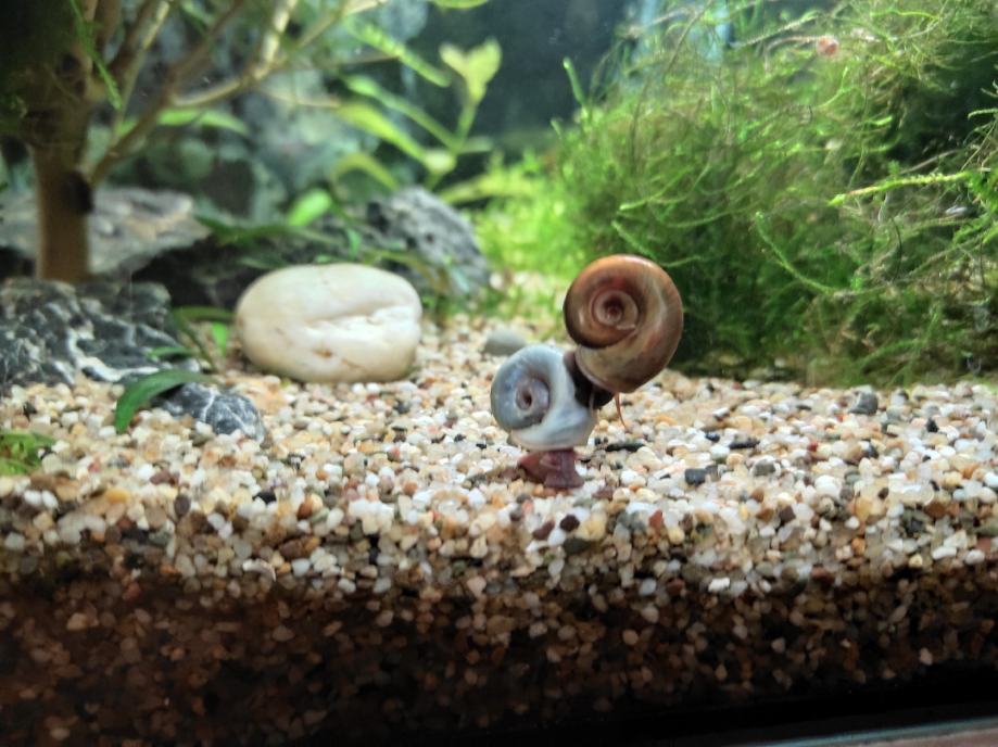 Plavi i smeđi akvarijski puževi- Ramshorn puževi