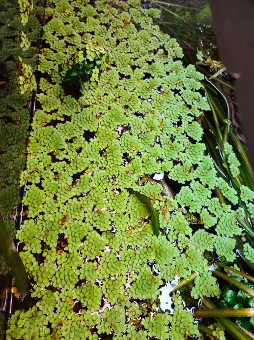 plutajuće bilje za akvarij / pistia