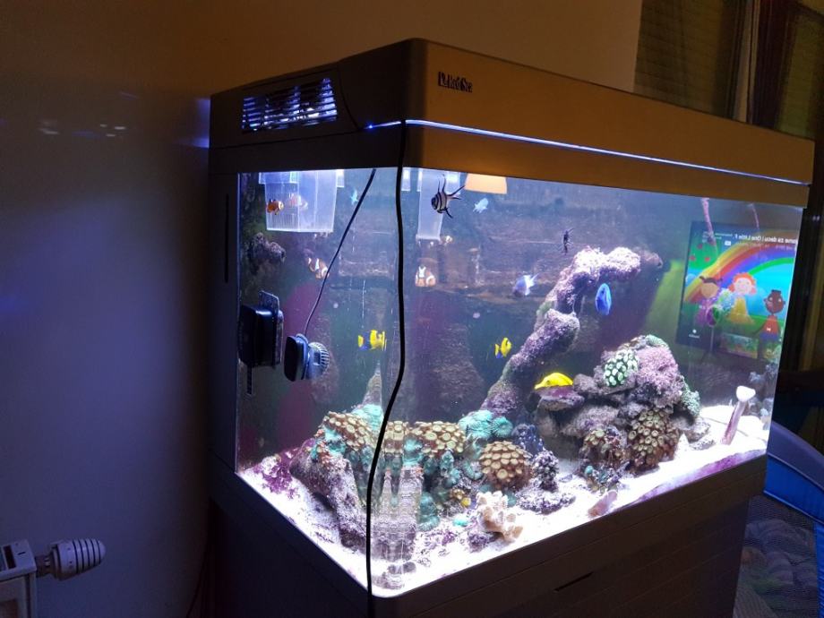Red sea 250 morski akvarij