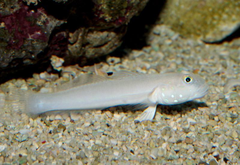 Morske ribice Valenciennea sexguttata – Sleeper Blue Dot Goby