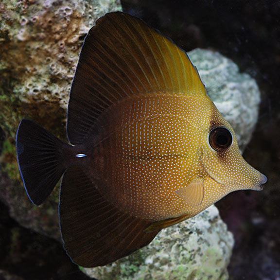 Morske ribice Zebrasoma scopas – Scopas Tang (veličina S)
