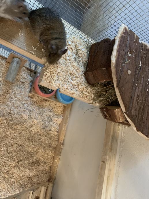 Nastamba / kavez za glodavce (degu,hrcak,cincile)