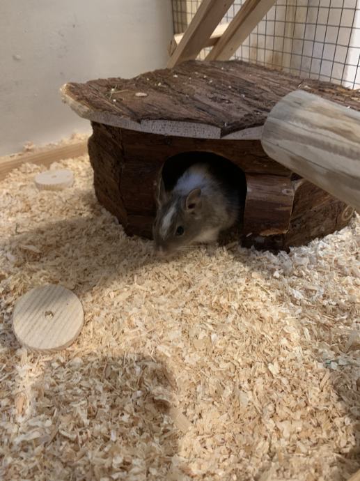 Nastamba / kavez za glodavce (degu,hrcak,cincile)