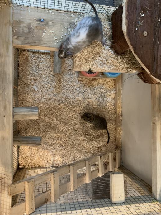 Nastamba / kavez za glodavce (degu,hrcak,cincile)