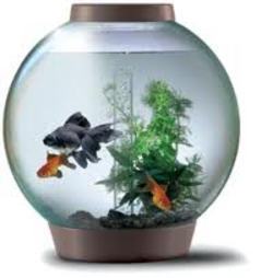 BiOrb akvarij za ribice