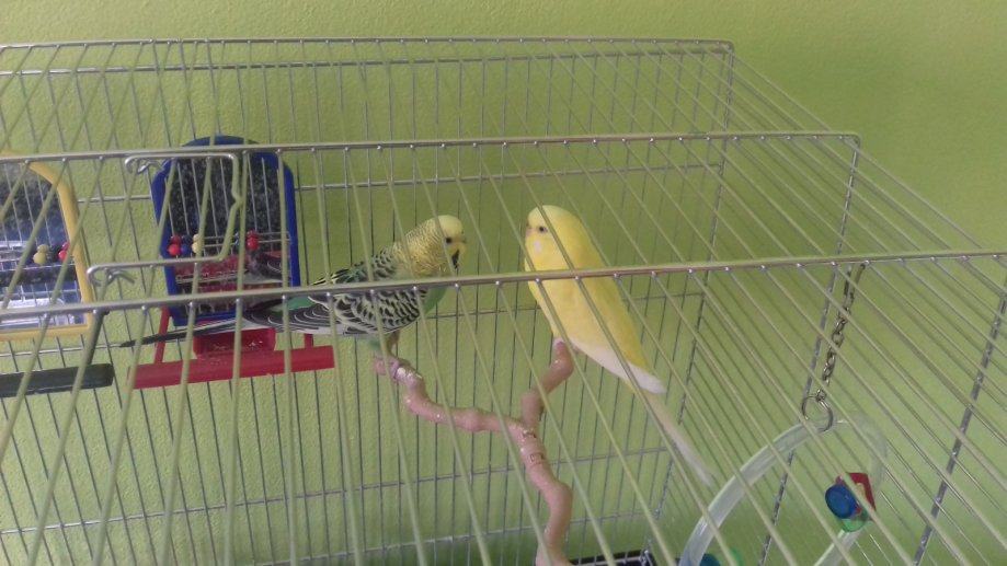 Prodajem veliku krletku sa svom opremom za papige