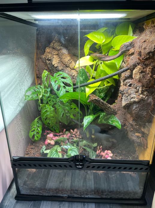 Bioaktivni terarij za gekone - 60x45x45 cm