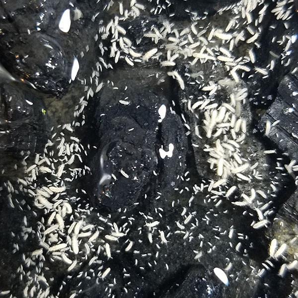 Springtails Tropical White (Collembola sp.) / skokuni