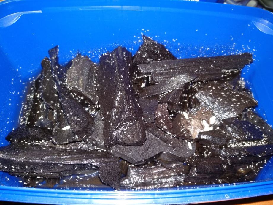 Springtails Tropical White (Collembola sp.) / skokuni