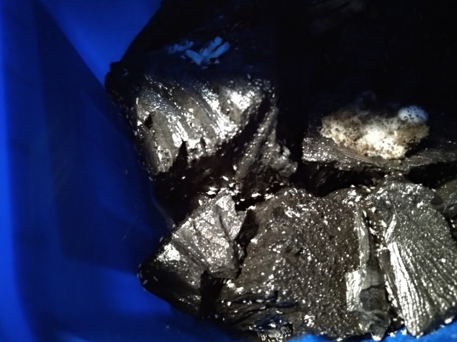 Springtails Tropical White (Collembola sp.) / skokuni