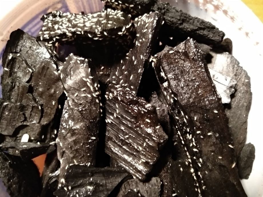 Springtails Tropical White (Collembola sp.) / skokuni