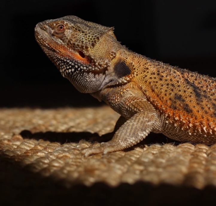 Terarij sa svom opremom i bradata agama