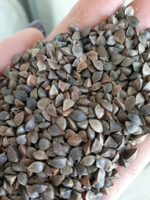 HELJDA EKOLOŠKI UZGOJ