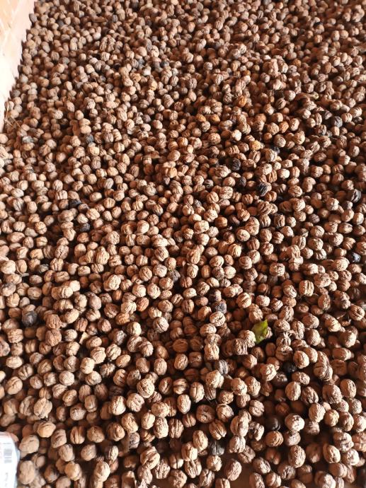 orah krupni u ljusci