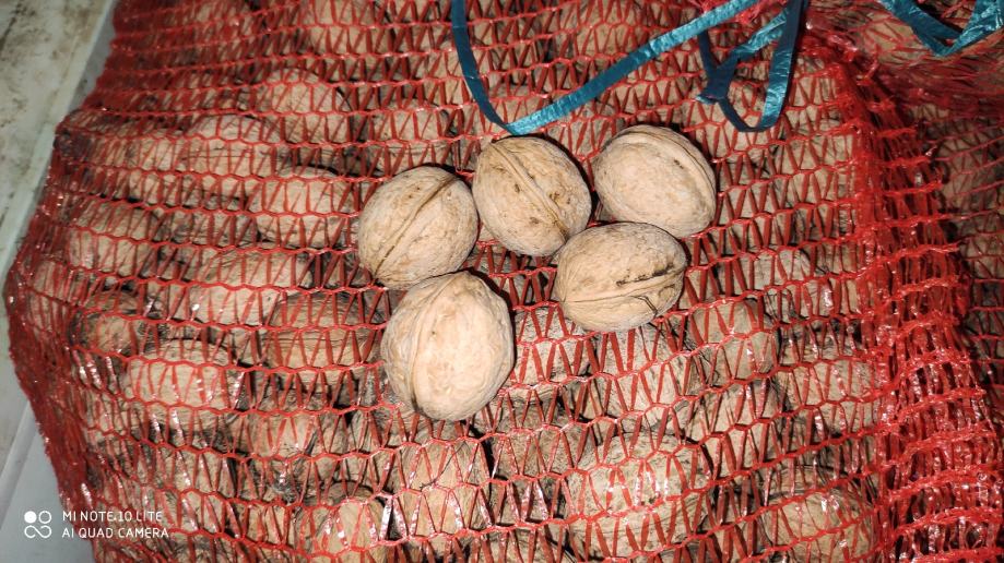 ORAH U LJUSCI PLOD 2022 GODINE