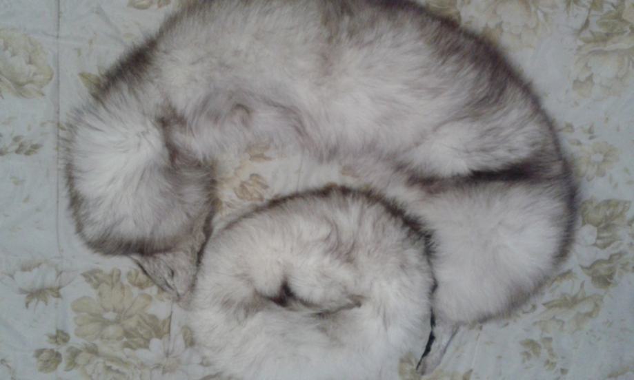 KRZNENI OVRATNIK I ŠUBARA OD POLARNE LISICE