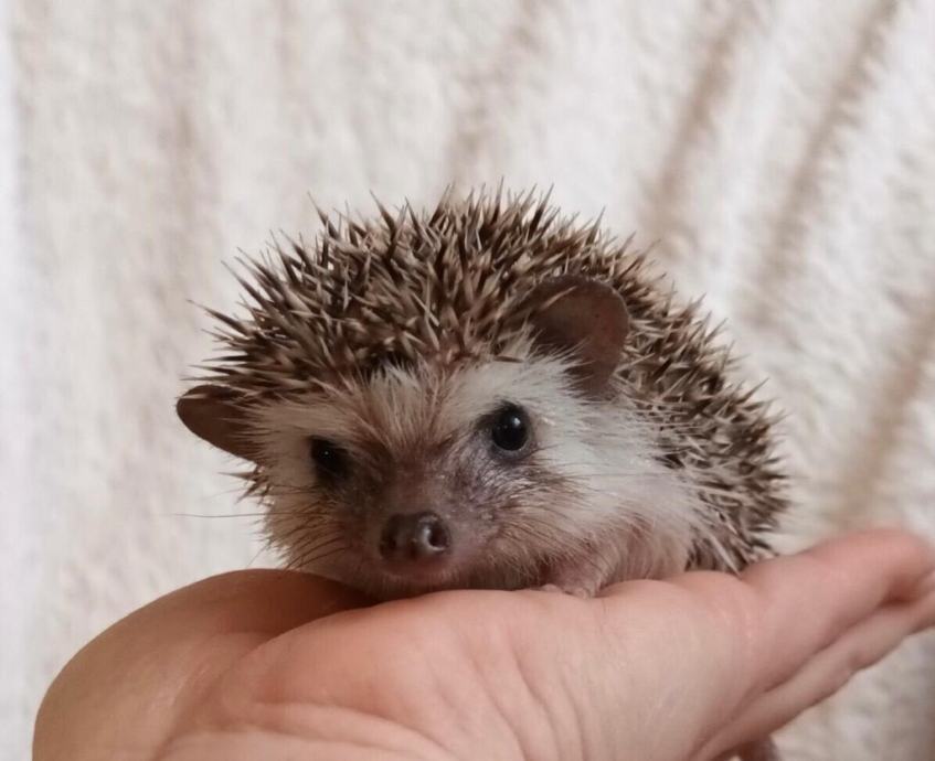 Afrički patuljasti jež