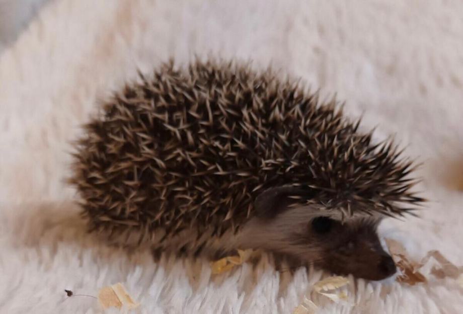 Afrički patuljasti jež
