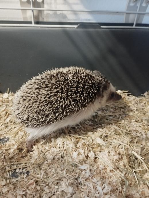 Afrički patuljasti jež