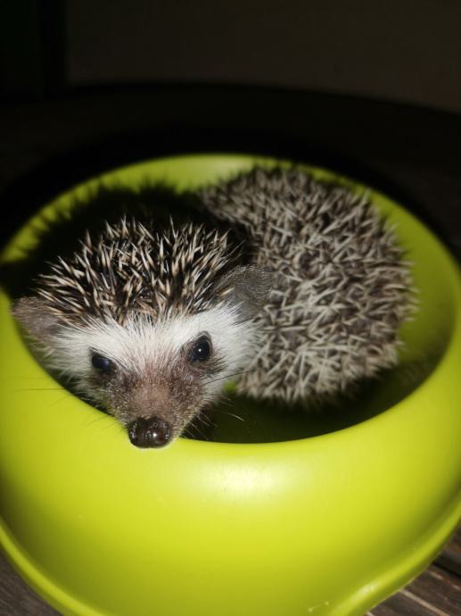 Afrički patuljasti ježevi