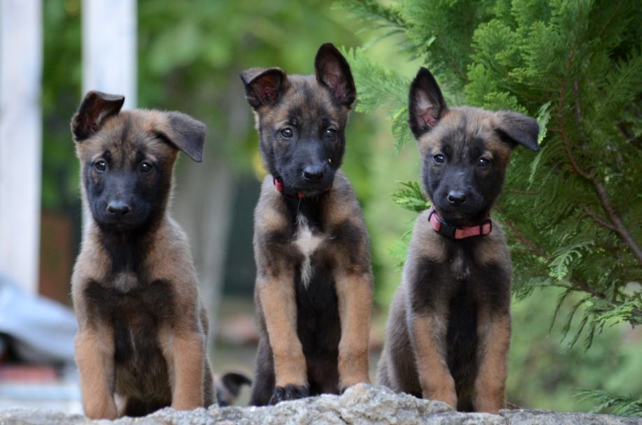 Belgijski ovčar, Malinoa, Štenci