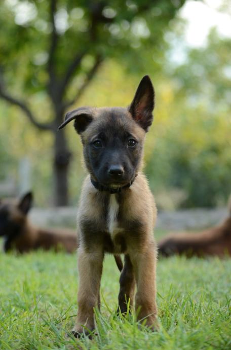 Belgijski ovčar, Malinoa, Štenci