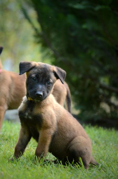 Belgijski ovčar, Malinoa, Štenci