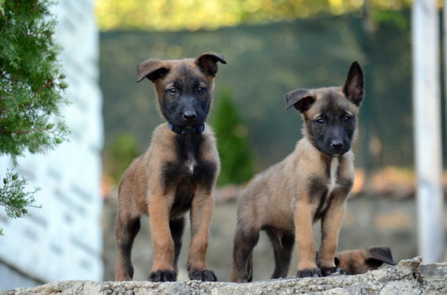 Belgijski ovčar, Malinoa, Štenci
