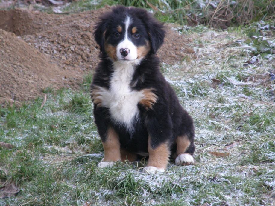 bernski planinski pas