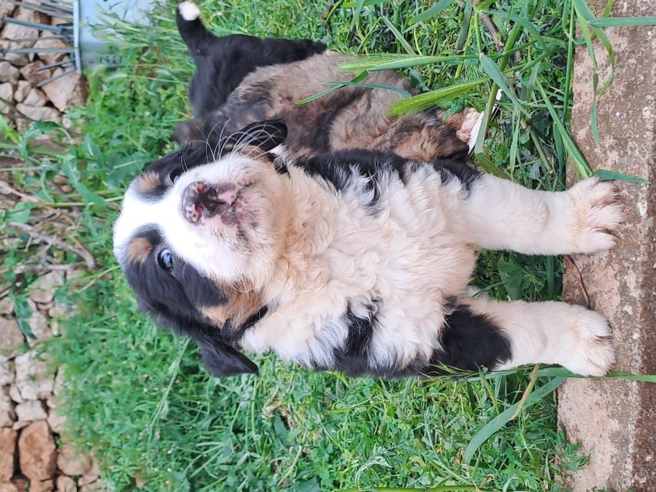 Bernski Planinski pas Štenci