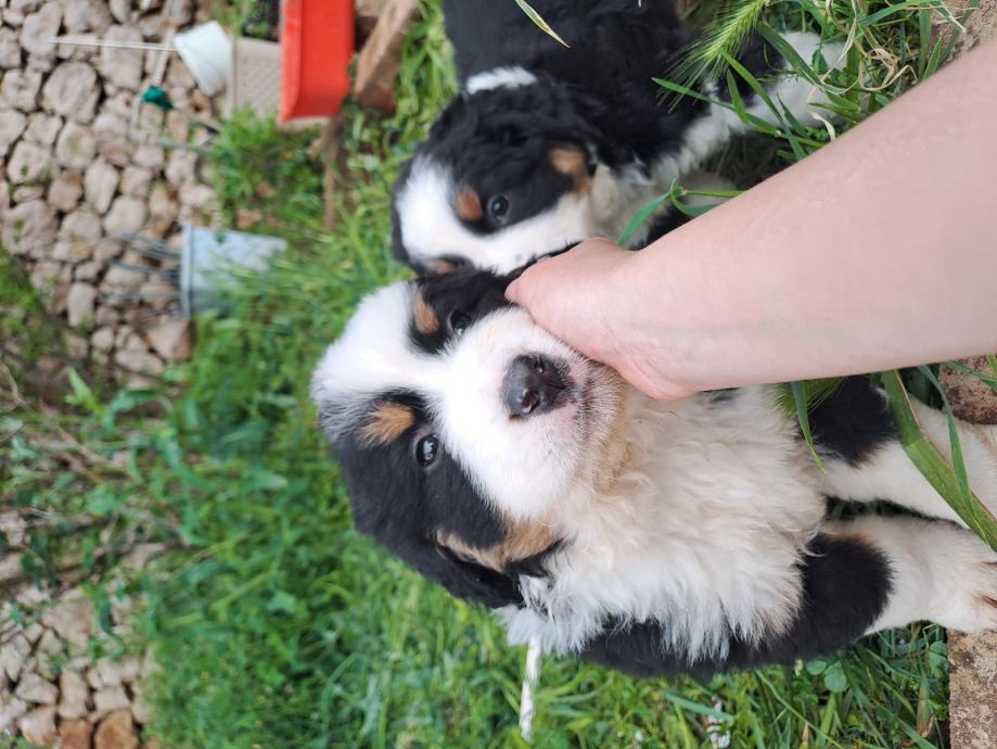 Bernski Planinski pas Štenci