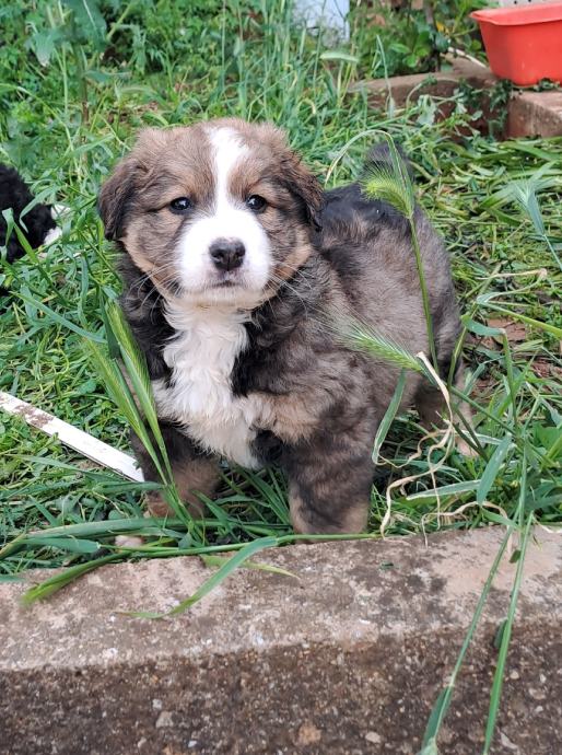 Bernski Planinski pas Štenci