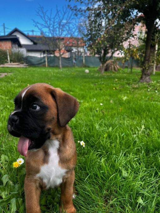 Boxer pas štene