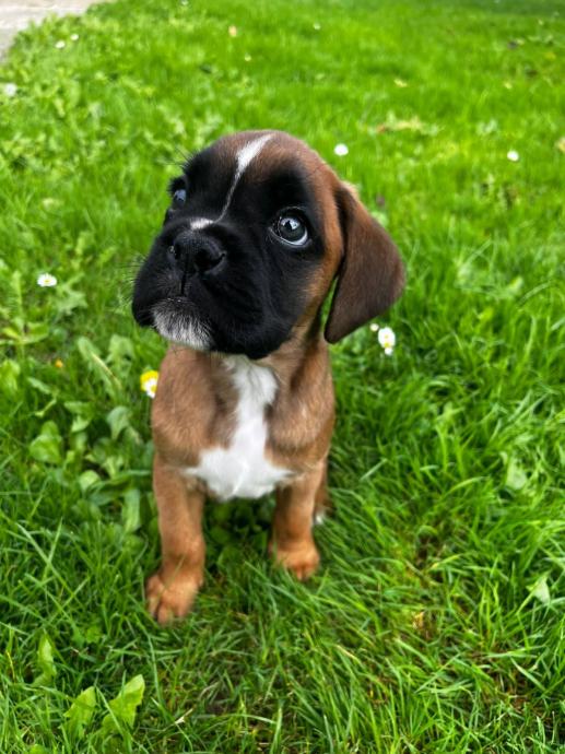 Boxer pas štene