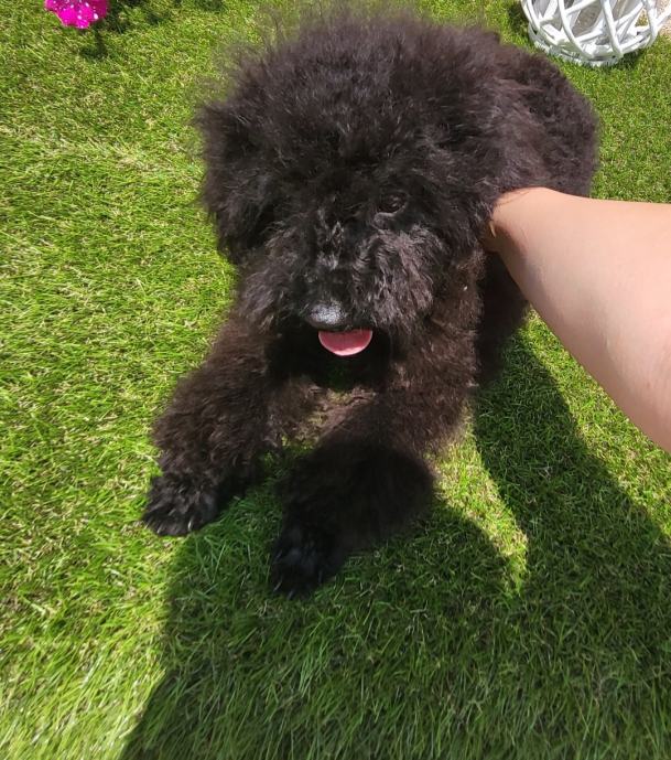 Toy i patuljasta Pudla