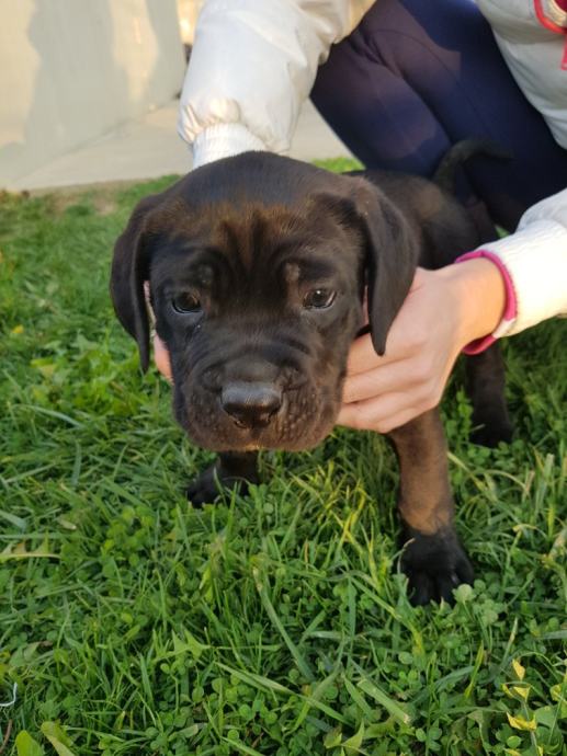 Cane corso muško štene