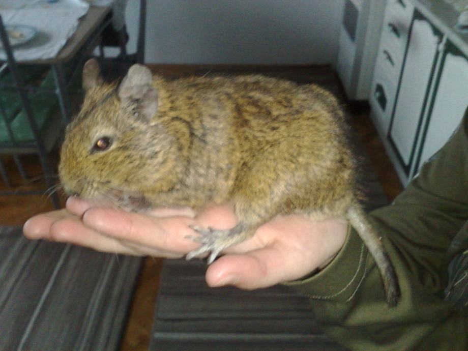 DEGU - čileanska vjeverica