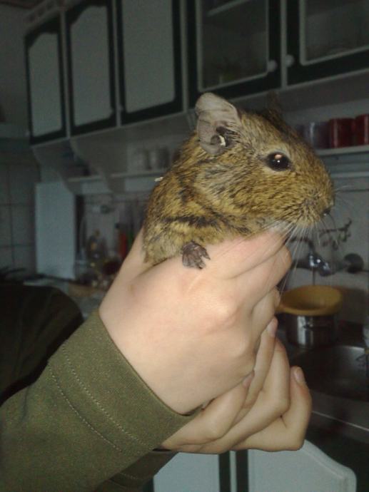 DEGU - čileanska vjeverica
