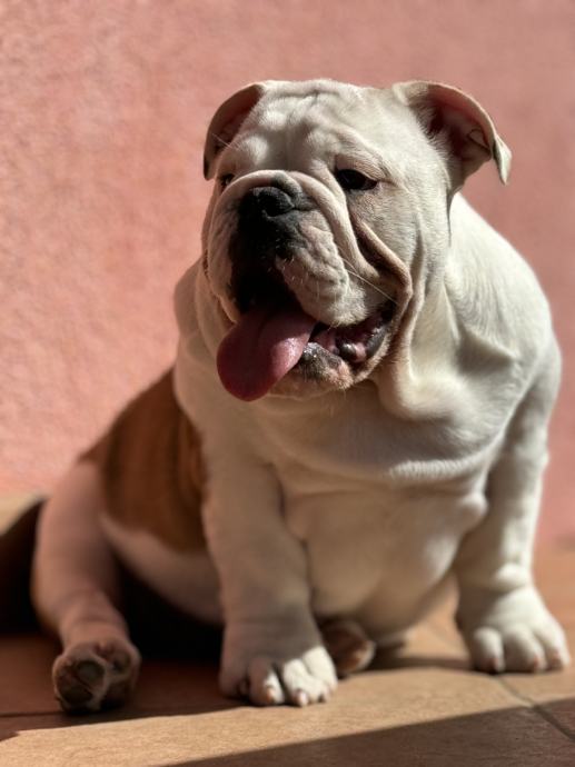 Engleski buldog