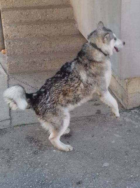 Haski