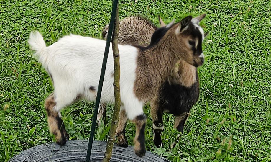 Himalajska mini koze