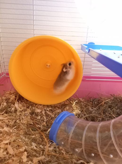 Hrčak i kavez 200 kn