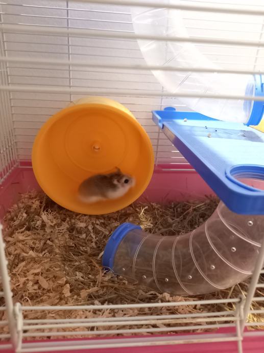 Hrčak i kavez 200 kn