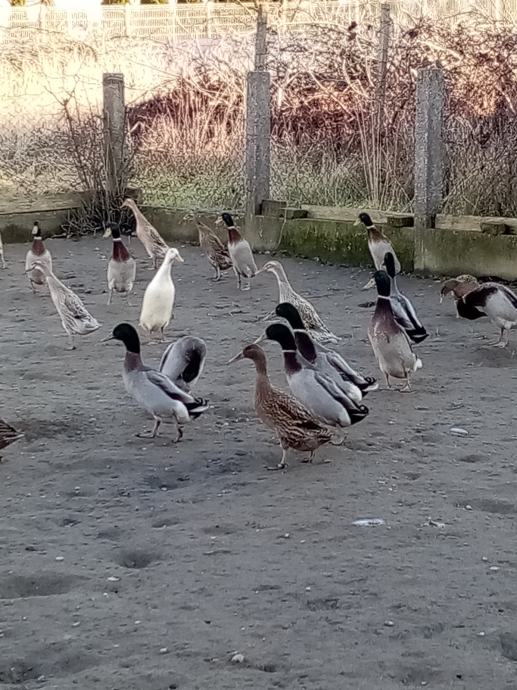 Indijske patke trkačice (par 10 eu)