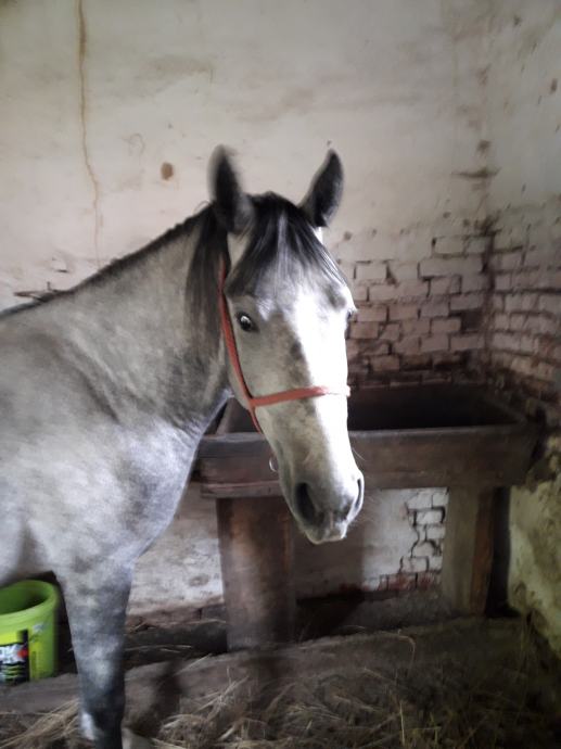 KONJ Lipicanac A knjiga