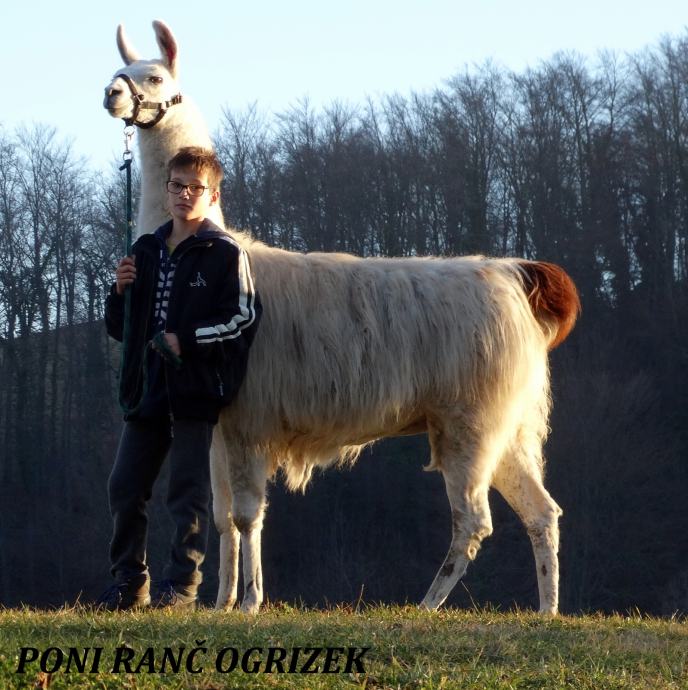 lame lama ljama ljame