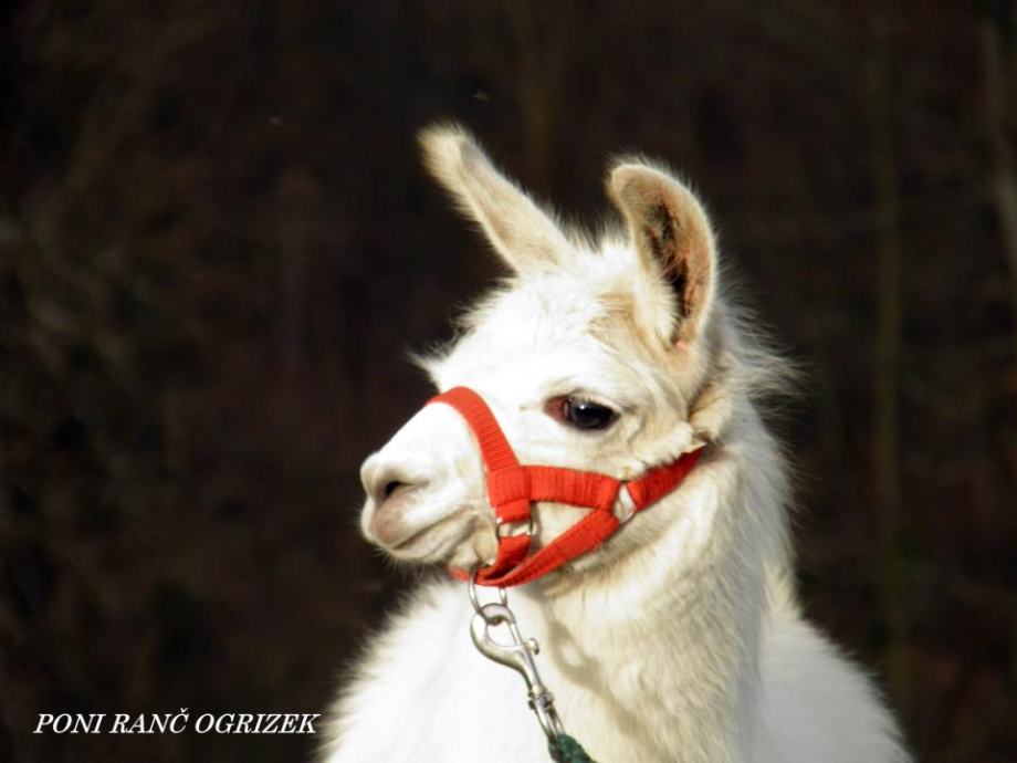 lame lama ljama ljame