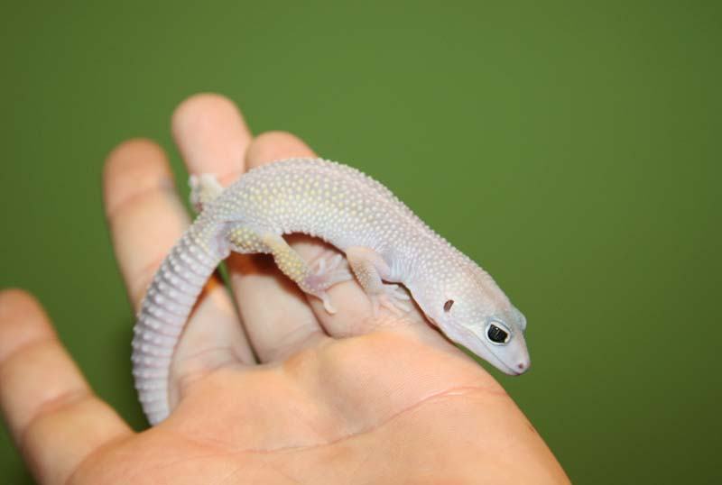 Leopard gekon Blizzard